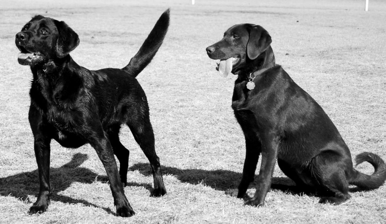 Le chien, un nouvel assistant judiciaire…LOL - Laboratoire CERC